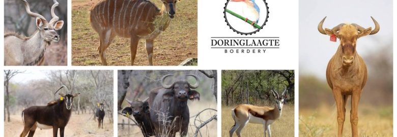 Doringlaagte game farm | Gun Community South Africa